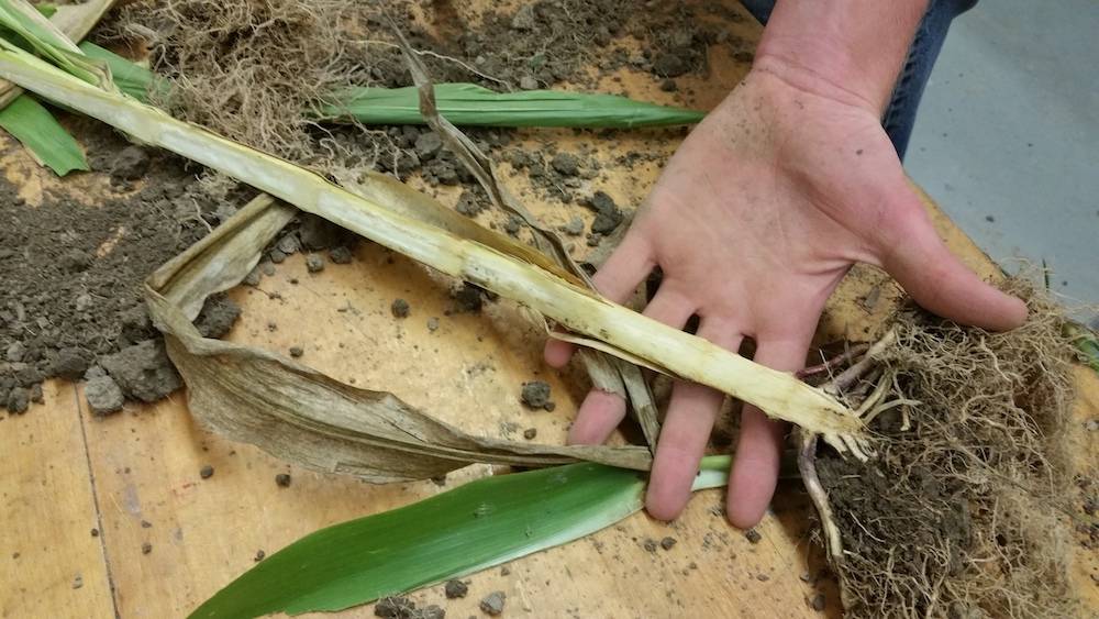 Getting to know corn inside and out — Feed the World