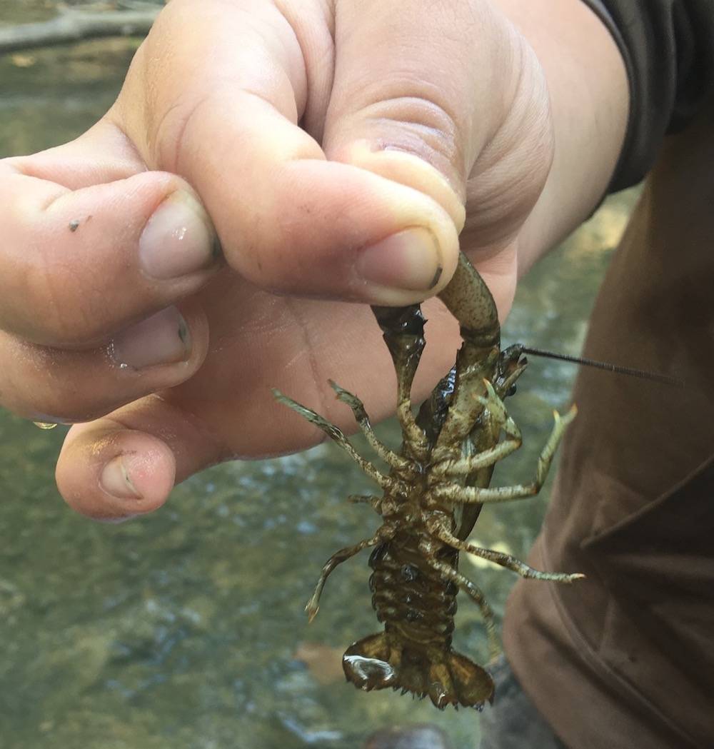 What are those critters in the water? — Feed the World