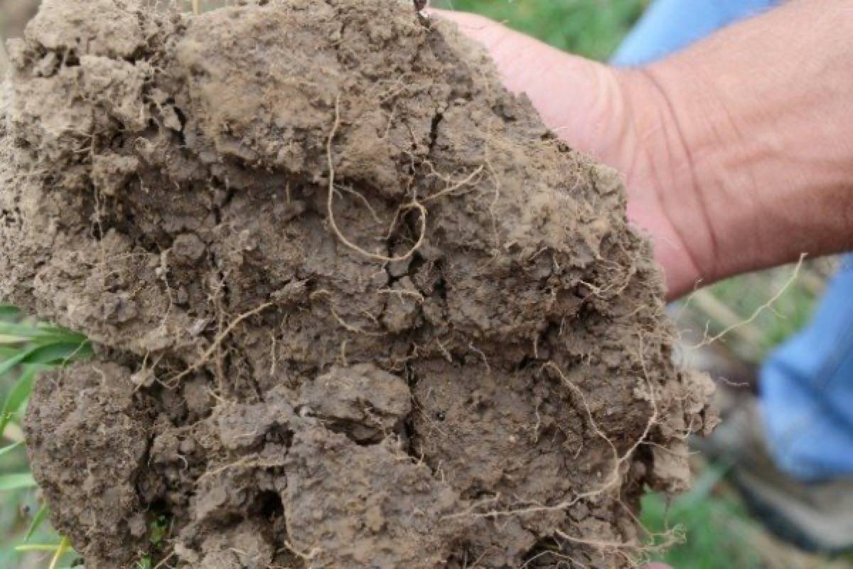 What is soil health? — Feed the World